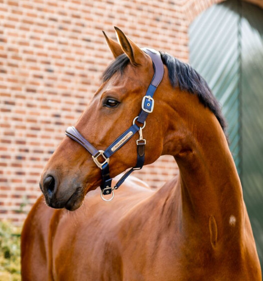 Horseware Signature Competition Headcollar DocHorse